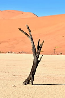 Borne aloft on a cleft stick? – Josephine Brown Editor